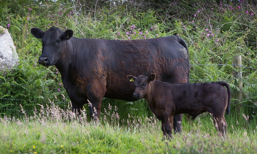 Female breeding cows - Angus families at Gear Farm