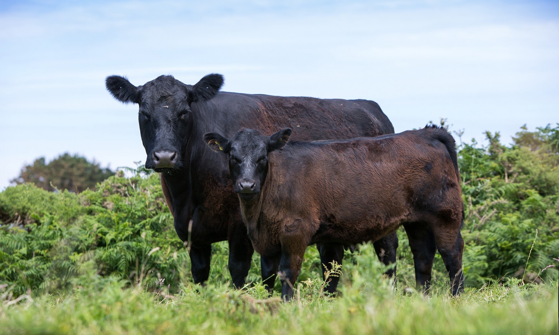 Female breeding cows - Angus families at Gear Farm
